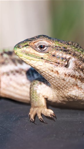 Sergio Sierra - Fotógrafo on Instagram: "Y sabes por qué le dicen lagarto llorón? 👀🦎 Este es el lagarto chileno, uno de los reptiles más comunes de nuestro campo 🇨🇱 Su nombre científico es Liolaemus chiliensis. En distintos lugares también se le conoce como: • lagarto común • lagarto llorón, porque cuando se siente amenazado abre la boca y emite sonidos, como si “llorara”. ¿Dónde se puede encontrar? En campos, cerros, cercos, troncos y caminos rurales, sobre todo en la zona centro–sur de Chi