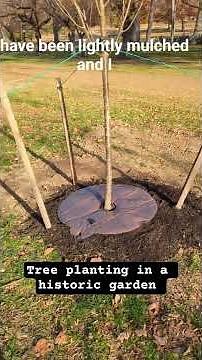 Properly planting cherry trees