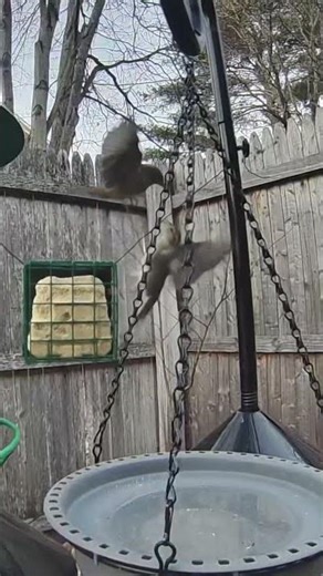 Sparrow Body Slams Another Bird #unexpected #birdcam
