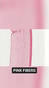 Eye under the Microscope | Cornea, Bowman’s Layer & Descemet's Membrane