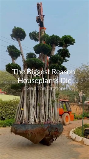 Unlimited Greens on Instagram: "The biggest reason houseplants die isn’t neglect — it’s overwatering. 💧❌ Most people water the moment a plant looks “off.” Yellow leaves? Slow growth? The instinct is care. The result is damage. Healthy roots need oxygen, not constant moisture. When soil stays wet, air pockets collapse, roots suffocate, and rot sets in. Once root rot starts, recovery is difficult — sometimes impossible. Here’s the reality: ✔️ Underwatered plants can usually recover ❌ Overwatered