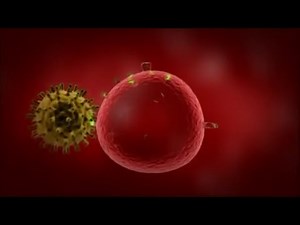 How T-Cells Work