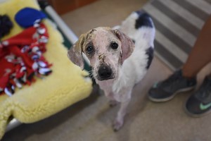 221K views · 2.1K reactions | You can bring holiday hope to a homeless pet like hurricane survivor Kirby with a gift today. | Best Friends Animal Society | Facebook