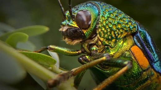 Beetlemania | Bugs That Rule the World