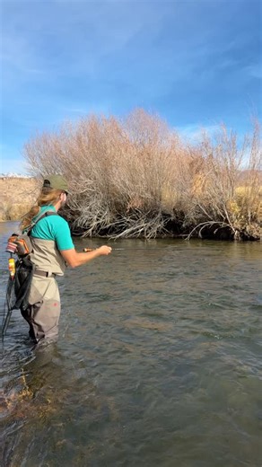 Nymphing in the winter time. Midges and mayflies are the prime insects the trout are feeding on. Work the sections of river throughly making sure your nymph patterns bounce on the substrate. This is accomplished by having the correct amount of weight in the flies or on the line as split shot. A great winter setup is a size 18 bead head flash back pheasant tail nymph with split shot 12 to 18 inches above the fly and an indicator 1.5 to 2 times the average depth of water above the fly. | Sierra Br