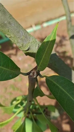 The Power of Moderation: Why Less is More