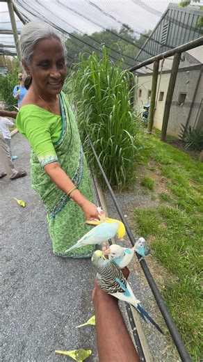 What is the secret to getting exotic birds to land on you? 🌿 USA Raja Telugu Vlogs 🌿 USA Airplane Journey Mystery? ➡️ https://youtube.com/shorts/zXCIjqcN-zE 🌿 In this USA Raja Telugu Vlogs short, experience the incredible world of interactive aviary tourism where hundreds of colorful exotic birds fly freely in a massive netted enclosure, not confined to small cages. See how using bird food on a stick attracts the birds, allowing them to land fearlessly on your body, giving you an unforgettabl