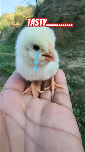 New Cool Tool! 🔥 New Viral Gadgets, Smart Kichen Appliances, Tolls, Utensils, HomeCleaning shorts🐣