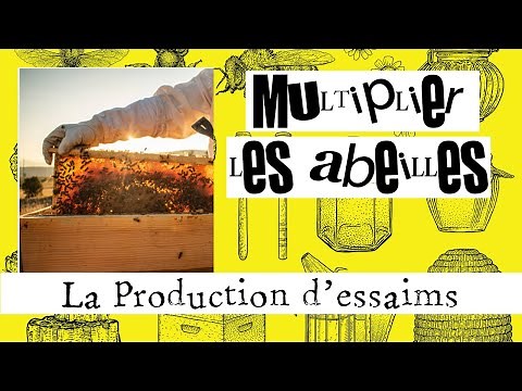 Multiplier les abeilles #01 : Produire des essaims