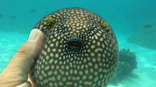 The Science Behind Pufferfish Puffing and Why They Do It
