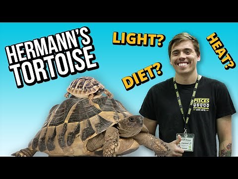 Basic Care for a Hermann's Tortoise