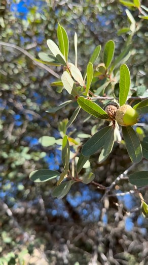 EARTH•ECOLOGY, LLC on Instagram: "This video is primarily a question… I filmed it mostly for myself, and maybe a couple other oak geeks, but figure I may get more answers by putting it out there… This is not an attempt at a comprehensive identification description - more a contextual description of a challenging problem in the West Coast / SoCal Oak community that I have stumbled upon and is occupying my mind space relentlessly. Mostly, I am enamored with these trees, and I’ve been collecting an