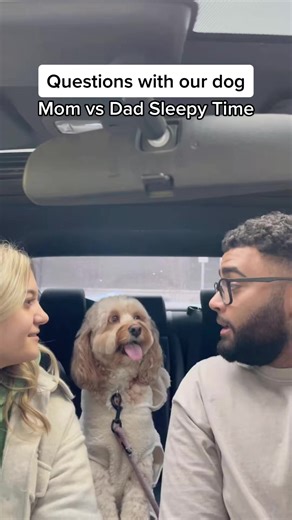 16K views · 540 reactions | I can’t believe this happened…  #dogsoftiktok #Love #dogs #talkingdog #fyp #lunatheminicockapoo | Luna Cockapoo | Facebook