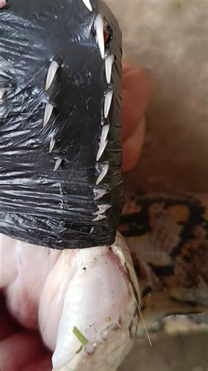 🐍Python Teeth: Numerous, Sharp, and Backward-Facing!