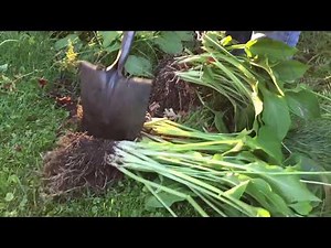 Splitting Hostas How To Split A Hosta And Dig Up Hosta Garden Plants