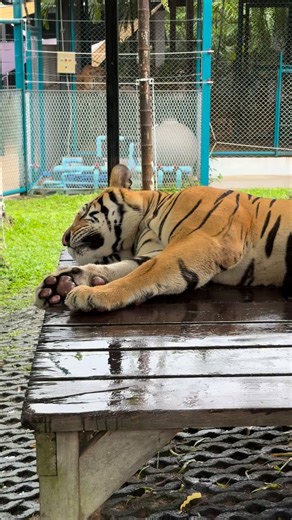 Face to face with #Tiger #thailand #zoo #bigtiger #foryou #tigerkingdom | BLUE PAWS