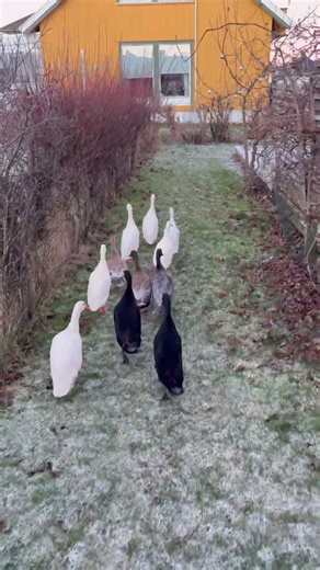 Runner Ducks go for a walk