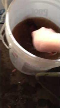 How to Clean Rust off of Traps