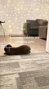 3.2K views · 181 reactions | Rabbits are amazing pets  # bunnylove #zanahoriarefugios #bunny #conejos #refugio #happybunny | Zanahoria "lo que tu conejito necesita" | Facebook