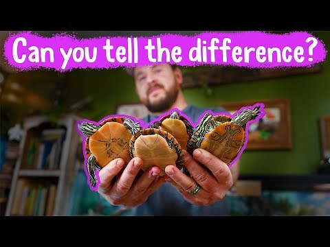 PAINTED TURTLES! American Masterpieces