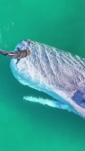 106K views · 815 reactions | Damn nature is crazy!  The circle of life on display off Australia, as this Tiger Shark feasts on a dead Sperm Whale. Incredible capture by @marynadb #NatureIsCrazy | Back 2 Basics Adventures | Facebook