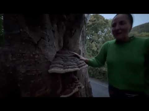 Reshi -(Ganoderma applanatum)with Courtney Tyler