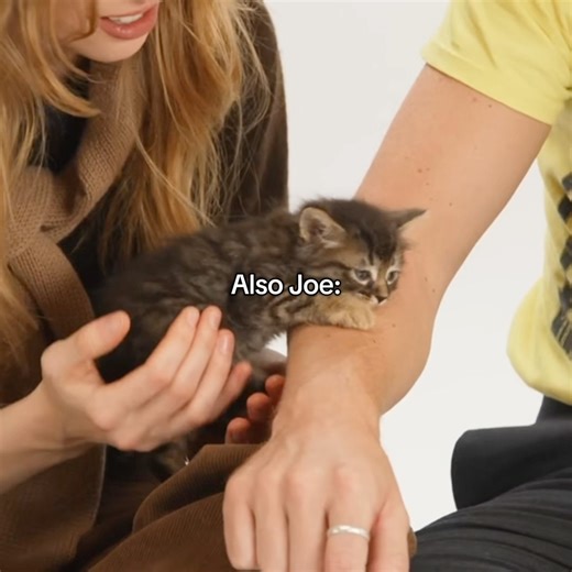 #strangerthings #joekeery #kittens