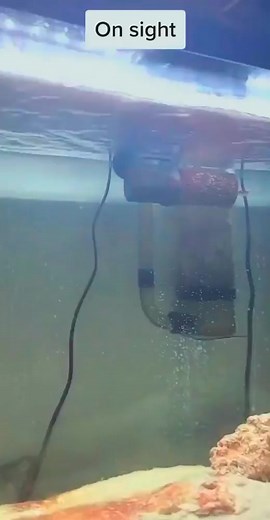 Rex said it was on sight tonight and he wasn t kidding.#mantisshrimp #permitonfly #permit #flytying #bonefishflies #permitflies #saltwaterflyfishing #flyfishing #bonefishonfly #crabflies #streamartdesigns #bonefish #tarpon #tarpononfly #tarponflies #saltwaterflies #streamartcompany #flatsfishing #catchandrelease #flyfishingtravel #omanicrab #snookonfly #crabyflex #shrimpflies #triggerfishflies #snookflies #bandidocrab #shrimp #nanocrab #macro | Mantis Shrimp