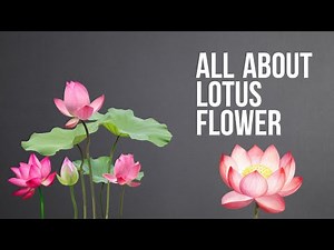 Lotus flower: How to grow lotus plants at home from seeds, how to care, flower meanings and colors