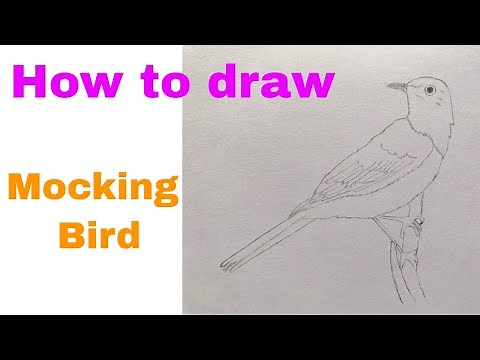 How to Draw a Mockingbird Easy Step by Step