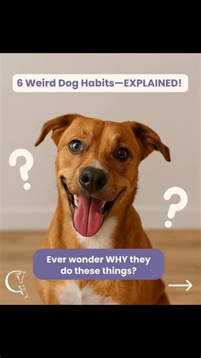 Dogs do the weirdest stuff… but guess what? There’s a reason behind it all!  From zoomies to poop-spins, here are 6 ‘strange’ behaviors that actually make total sense. Which one cracks you up the most? Tell us below! #WeirdDogThings #DogLogic #DogMomLife #PetFacts #DogsAreHilarious #WhyDoDogsDoThat | Glacier Peak Holistics | Facebook
