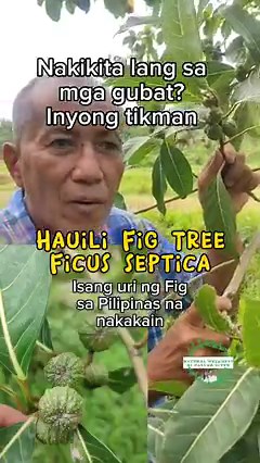 3.1M views · 68K reactions | Hauili Fig tree Ficus septica Madalas...