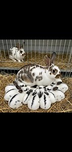 1.4K views · 12 reactions | RABBIT FARMING: A SMART AND SUSTAINABLE...