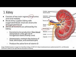 Comprehensive ATI TEAS Science Review Lecture: urinary system