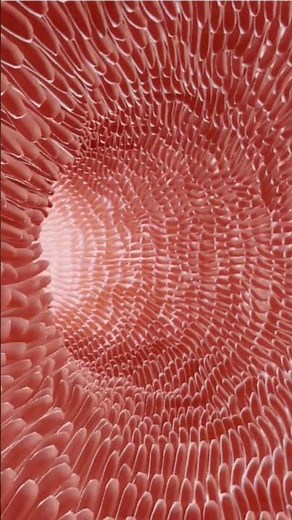 3D View of Intestinal Villi