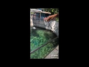 Seal Screaming Because The Fish Was To good