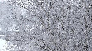 Snowy Winter Birch Tree Frozen Branches Stock Footage Video (100% Royalty-free) 3988360153 | Shutterstock