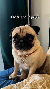 538K views · 10K reactions | Daisy The Pug on Reels | Facebook
