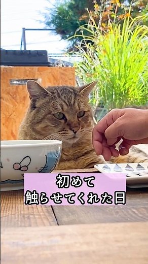 A stray cat who dreamed of becoming a house cat tried his best... #Let's become a family #Former ...