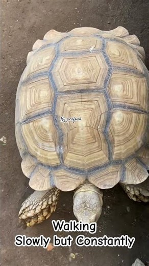 Walking Slowly but Constantly #animals #turtle #turtlelife #walking #slowly #confidence #wildlife