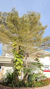 187 reactions · 11 comments | Dinner for two!  Premier Violinist of Visayas!  #Travelingmusician #VisayasLocalArtist #Weddingviolinist #weddingPH #Eventviolinist #eventperformer #ViolinistPH #Soloviolinist #musicianPH #EntertainerPH #johnviolin #JohnLesterBarot #Electricviolinist #Popviolinist #Dumagueteviolinist | John Lester Barot | Facebook