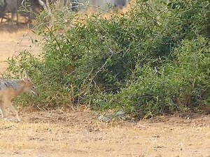 12K views · 107 reactions | honey badger and python#wildanimals #animalworld #wild #animal #animals | Animal World | Facebook