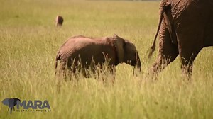 64 reactions · 3 comments | Even elephants have leisurely Sundays. Footage captured by Mara Elephant Project’s long-term monitoring team while in the field. | Mara Elephant Project | Facebook