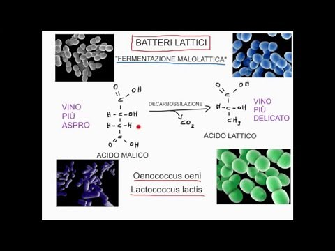FERMENTAZIONE MALOLATTICA E TRASFORMAZIONE DEL VINO - VINO MENO ASPRO E PIU' DELICATO