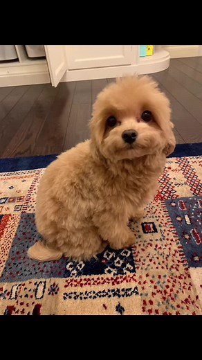 p.s. на всех фото одна собака #мальтипу #собака #грумер #рекомендации