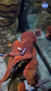 7.5K views · 105 reactions | Happy World Octopus Day!  Our giant...