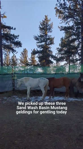 46K views · 3.4K reactions | Everyone in the Mustang community is...