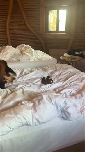 #51 Playful Red Panda Jumps on the Bed With Its Toy 🦊❤️