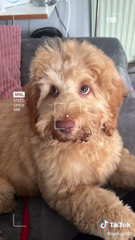 Cheeky Monkey Moments: Caught in the Act!