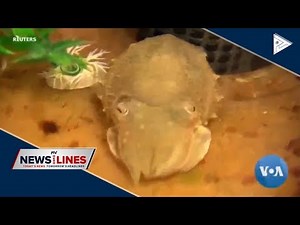 Amphibious robot thrives in water and on land